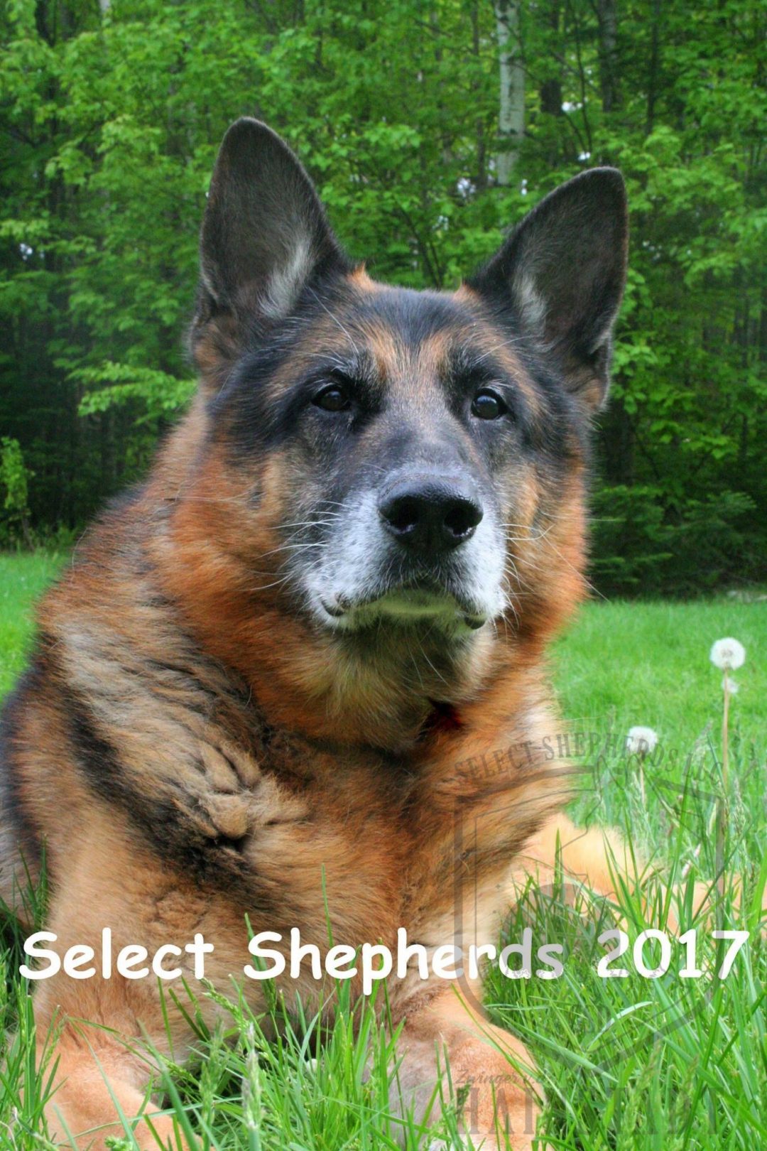 Senior Dogs - Select Shepherds
