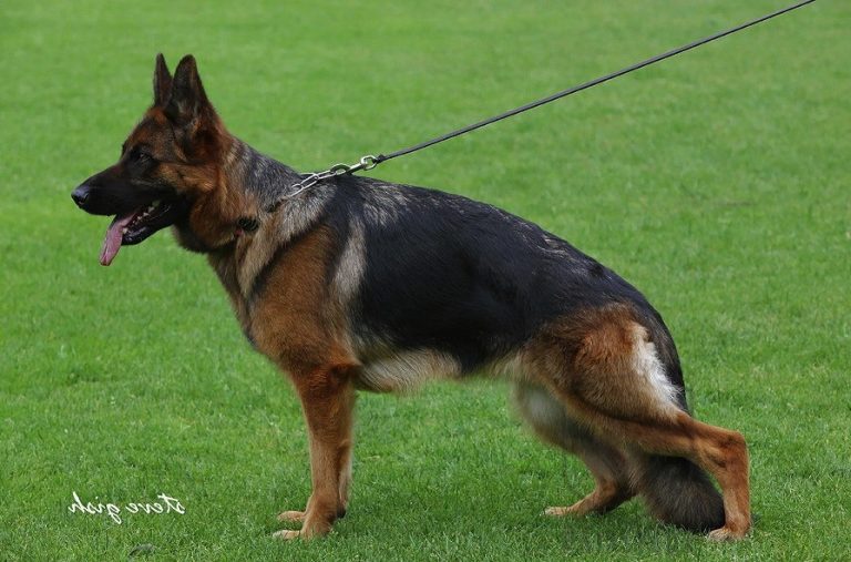 The German Shepherd Standard - Select Shepherds